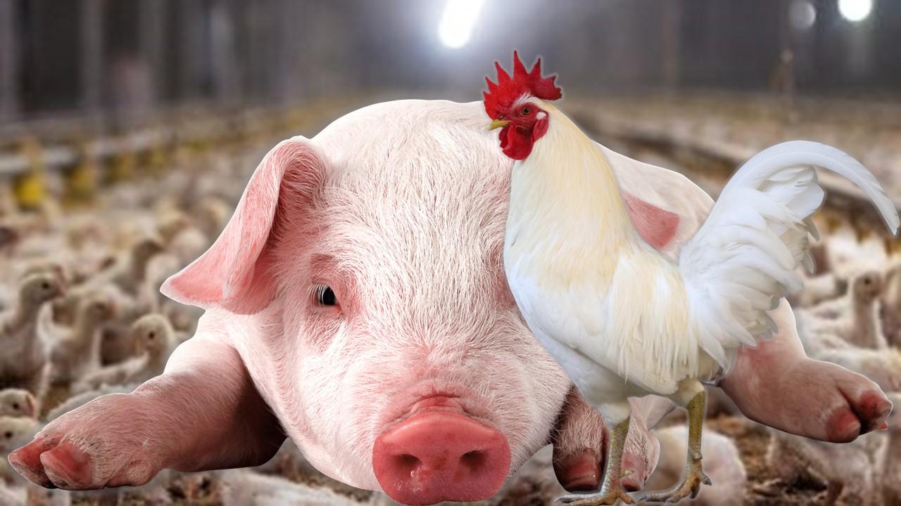 Ternak Ayam di Kandang Babi di Pulau Pinang - PrezCom